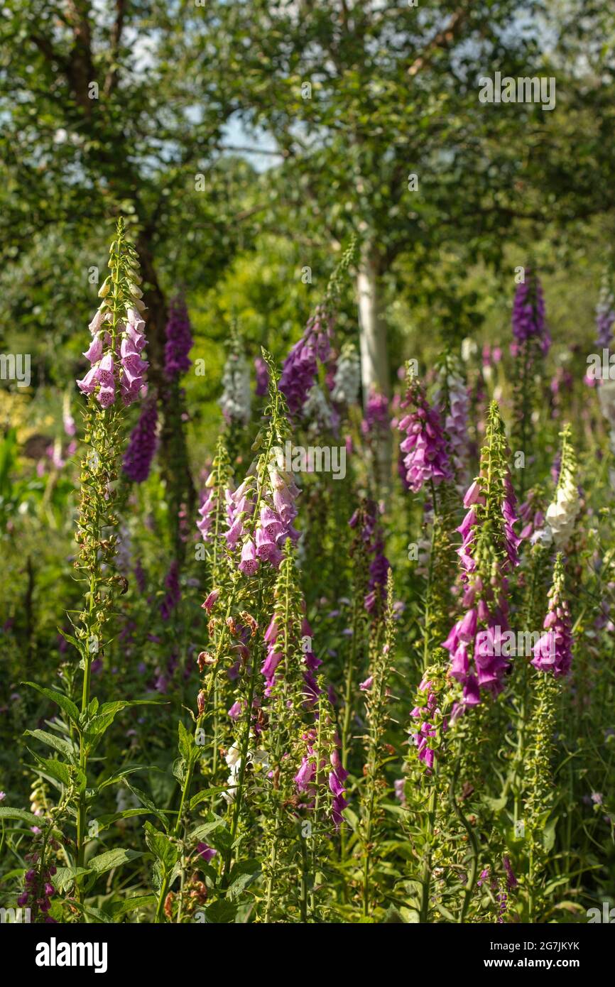 Massed foxgloves, Digitalis purpurea in a wider landscape setting in ...
