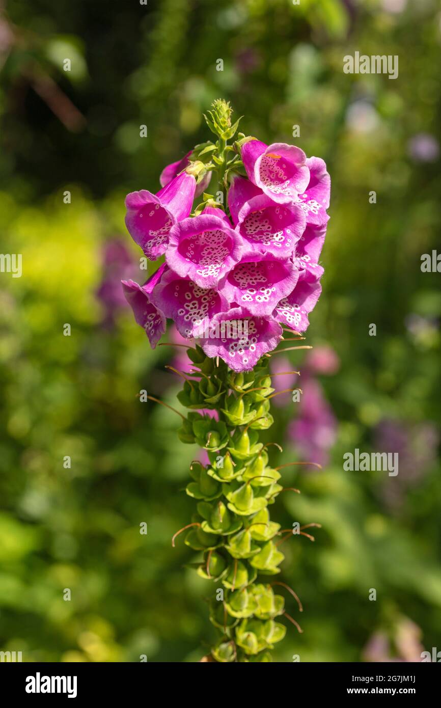 Massed foxgloves, Digitalis purpurea in a wider landscape setting in ...