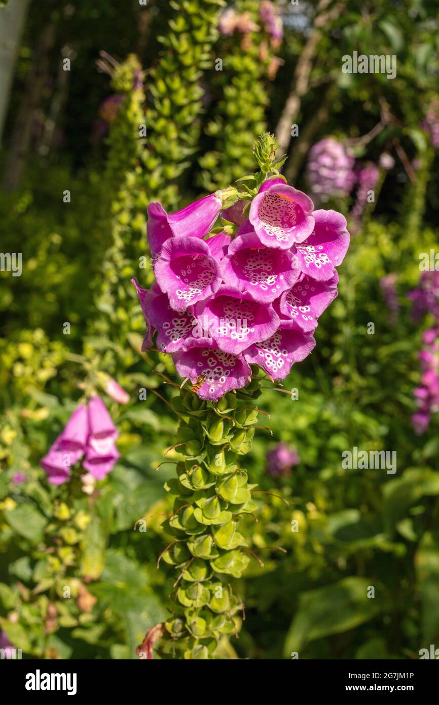 Massed foxgloves, Digitalis purpurea in a wider landscape setting in ...