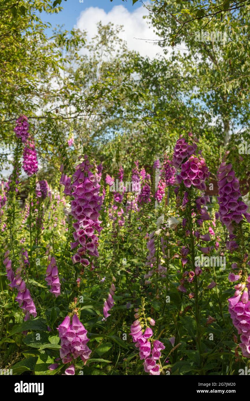 Massed foxgloves, Digitalis purpurea in a wider landscape setting in ...