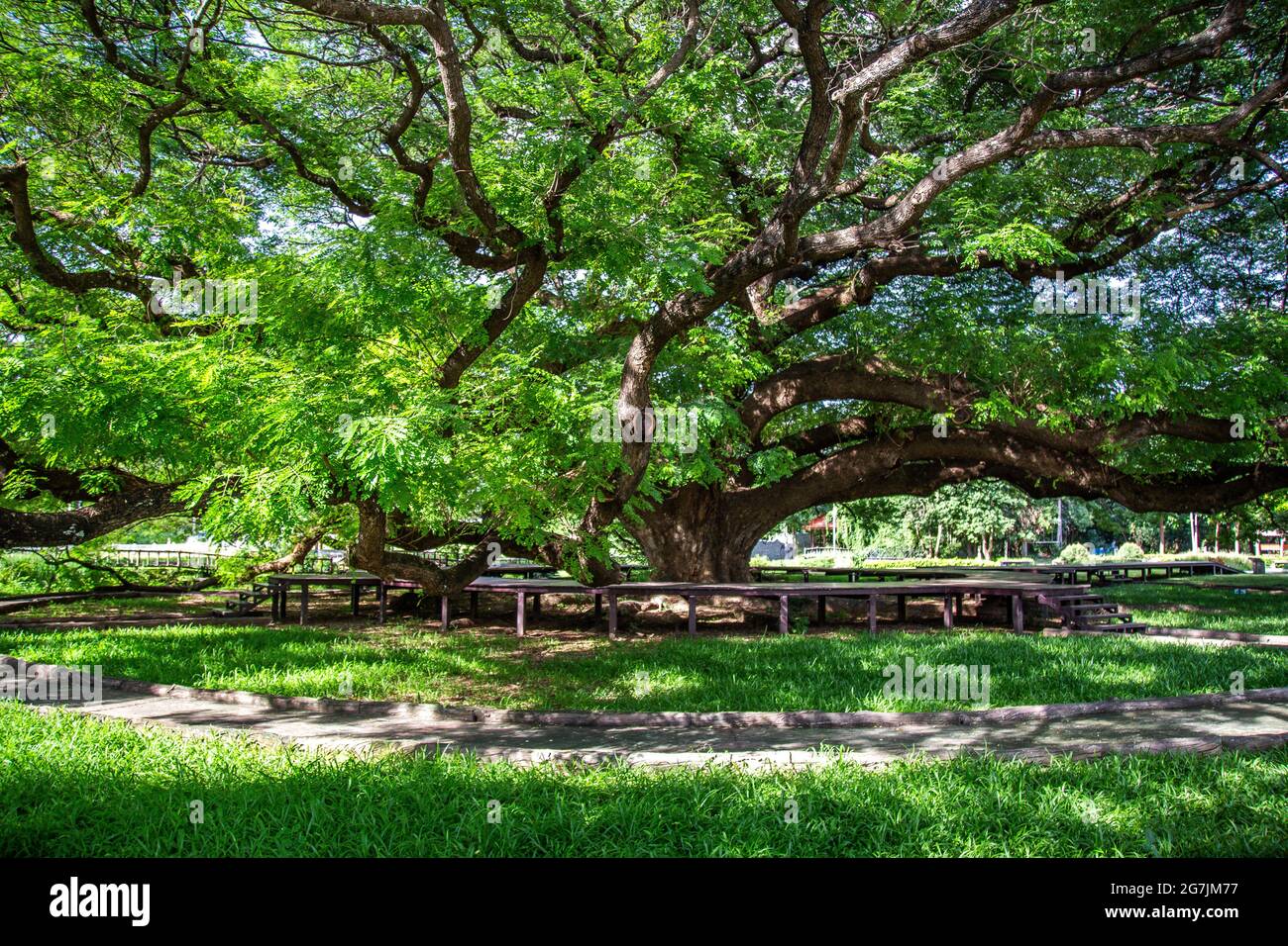 Giant Raintree chamchuri over 100 years old in Kanchanaburi, Thailand ...
