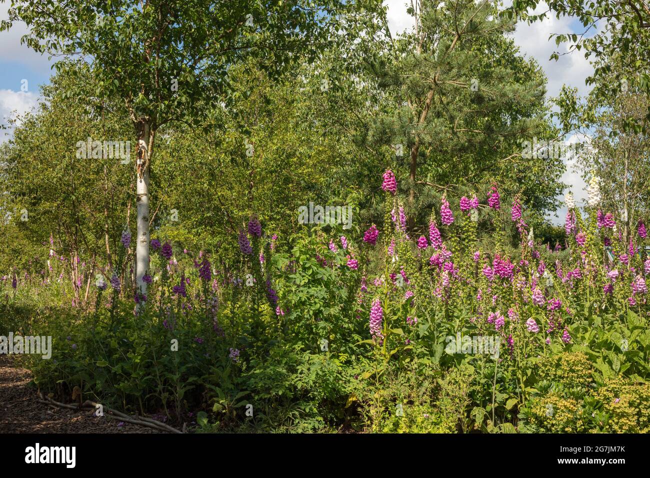 Flowering foxgloves (Digitalis) in a woodland landscape setting with ...