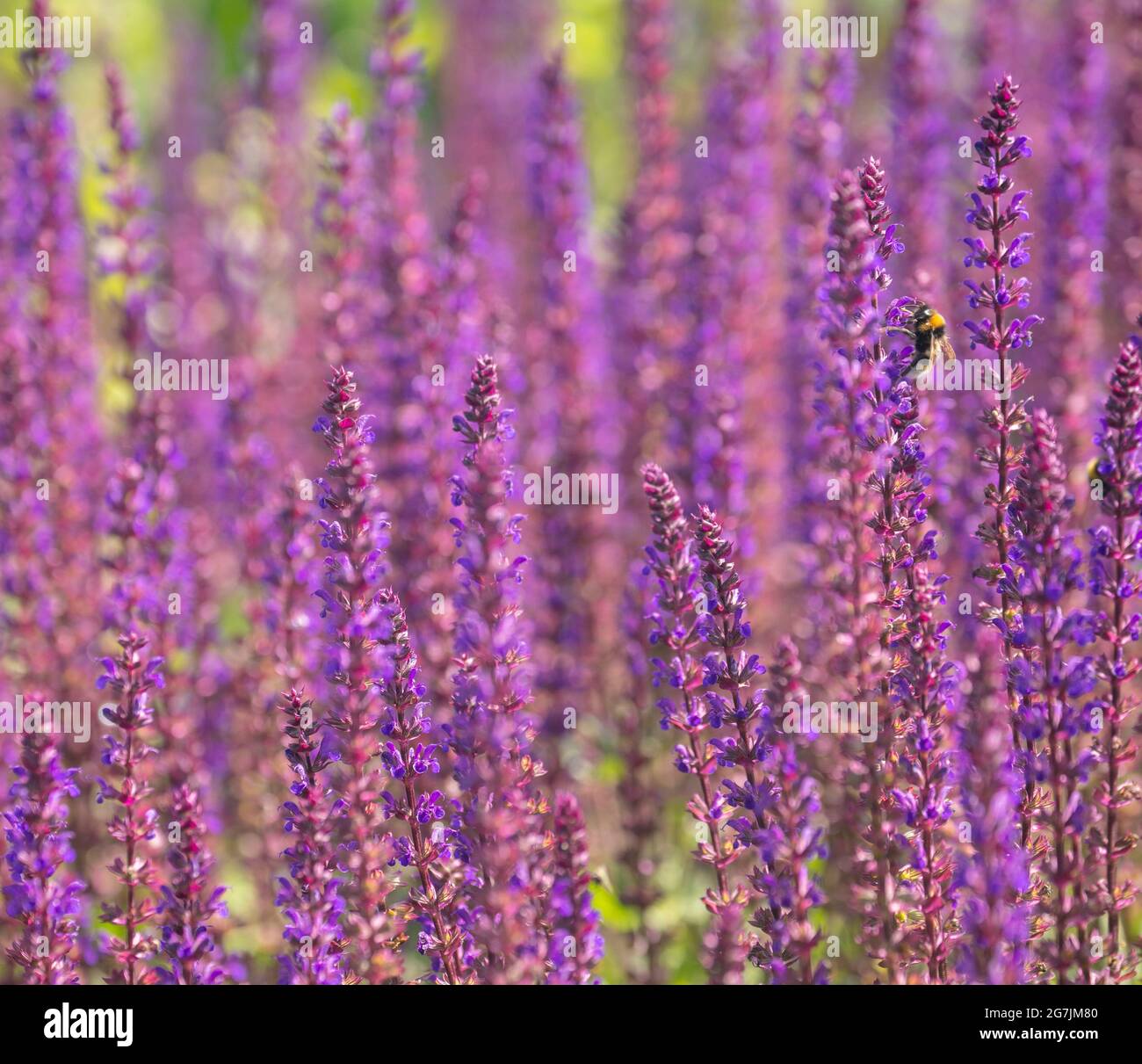 Purple salvia sylvestris caradonna hi-res stock photography and images ...