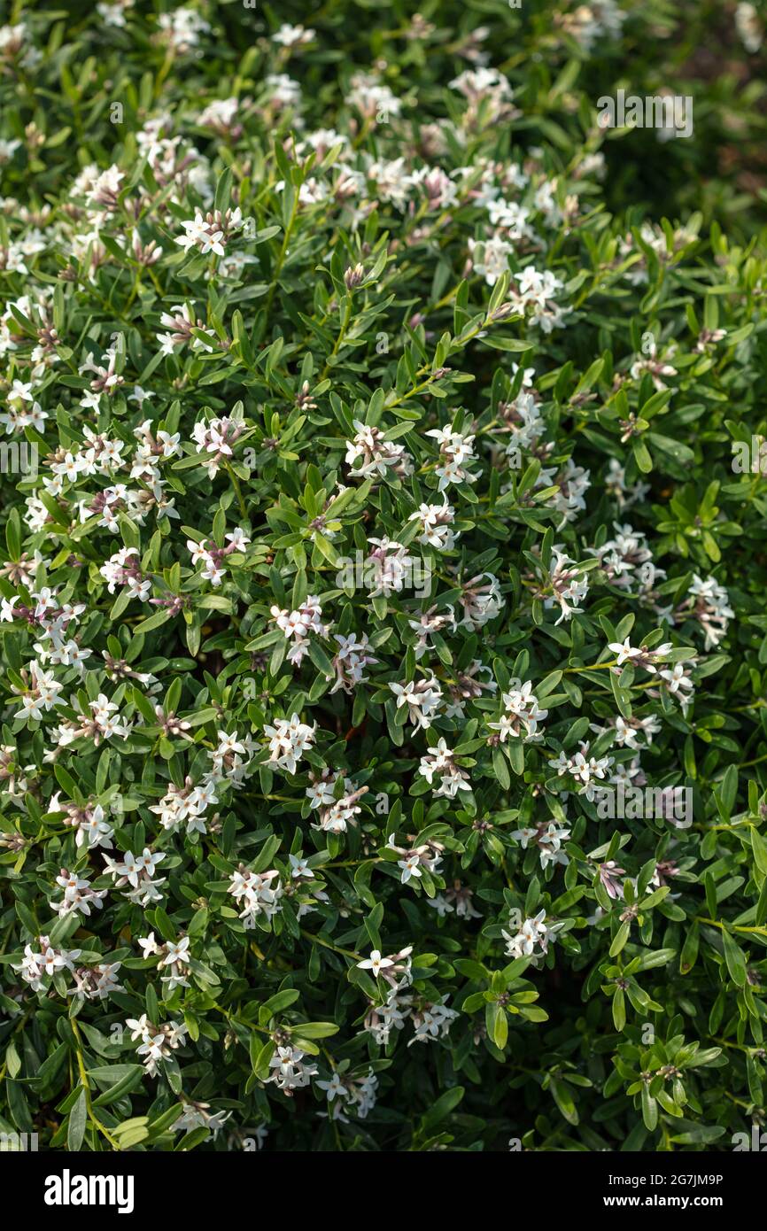 Fragrantly flowered Daphne Atlantica Eternal Fragrance, natural plant ...