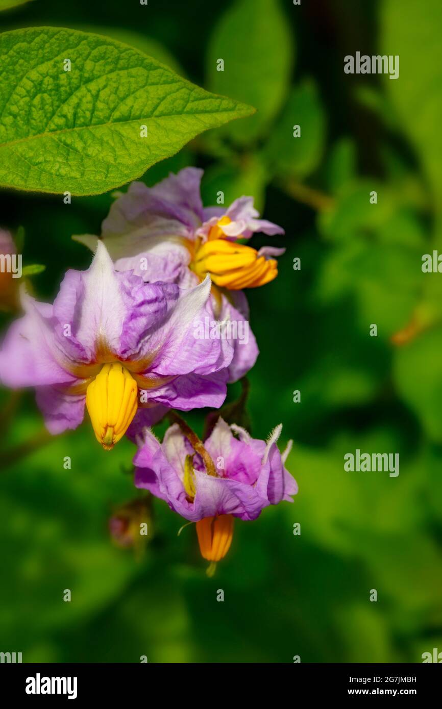 Unusual potato flowers against its foliage, natural plant portrait ...