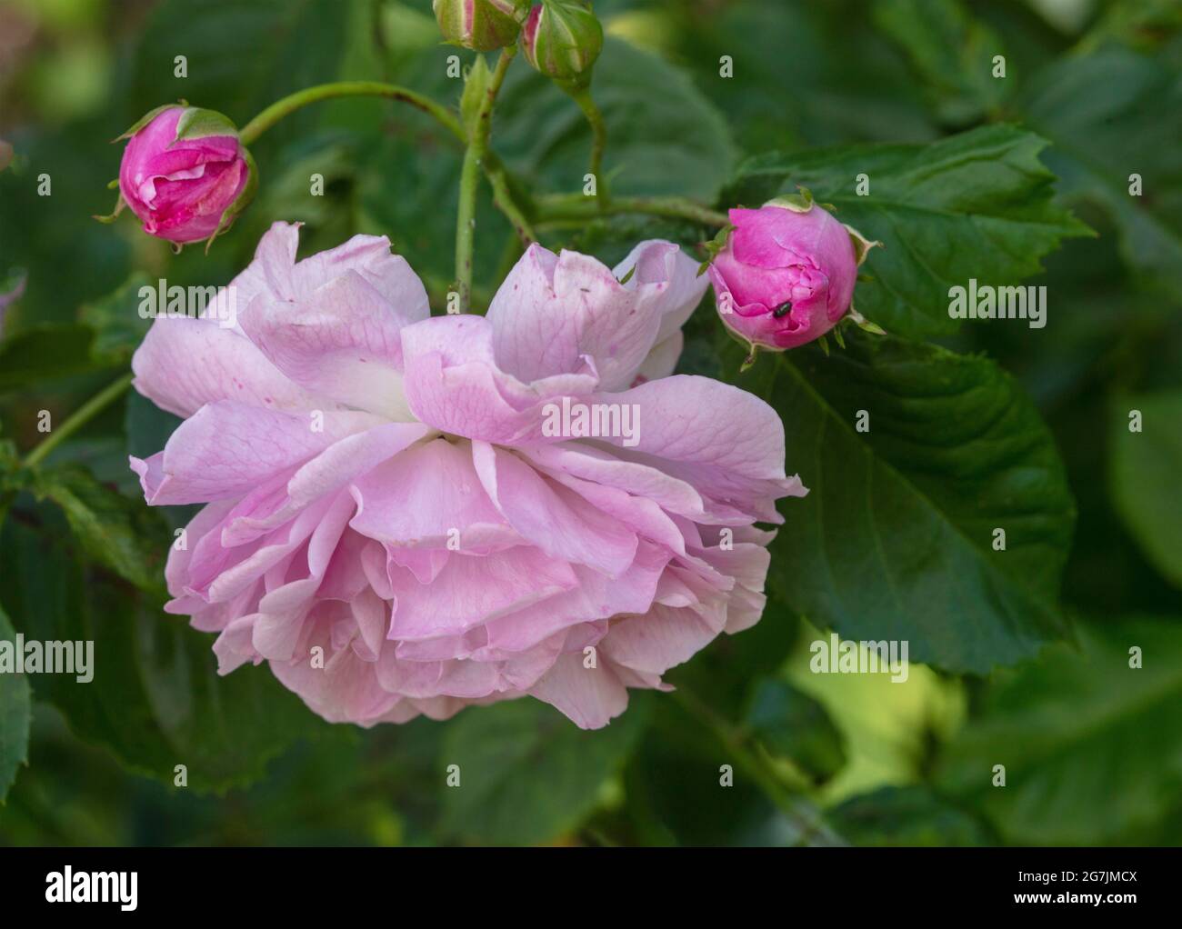 Feminine Rosa 'Lavender Lassie’, rose 'Lavender Lassie’ glowing pink in ...