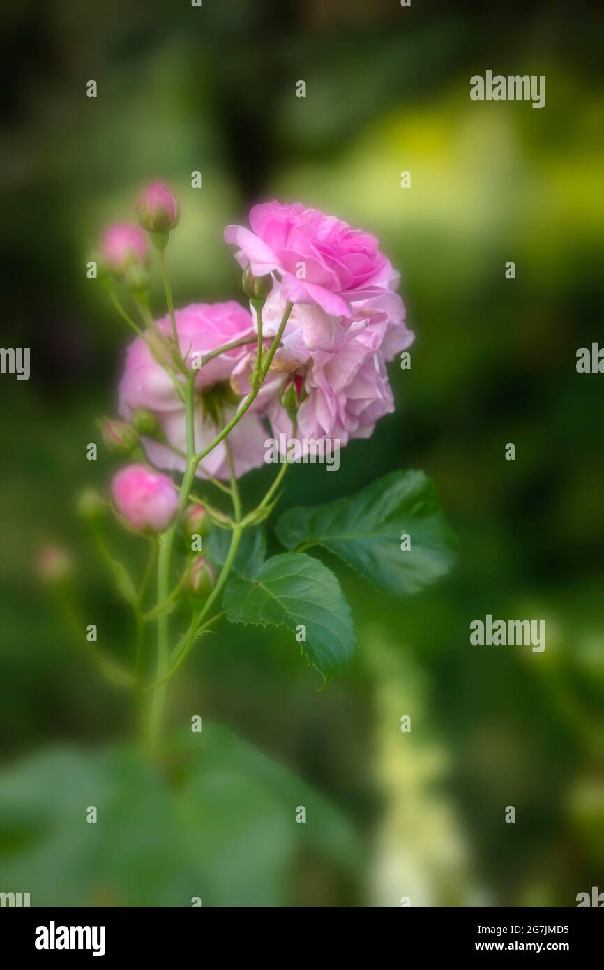 Feminine Rosa 'Lavender Lassie’, rose 'Lavender Lassie’ glowing pink in ...