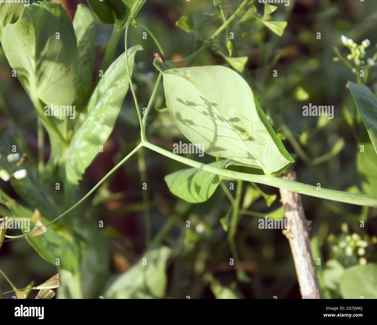 Fresh green peas growing in the summer garden Stock Photo - Alamy