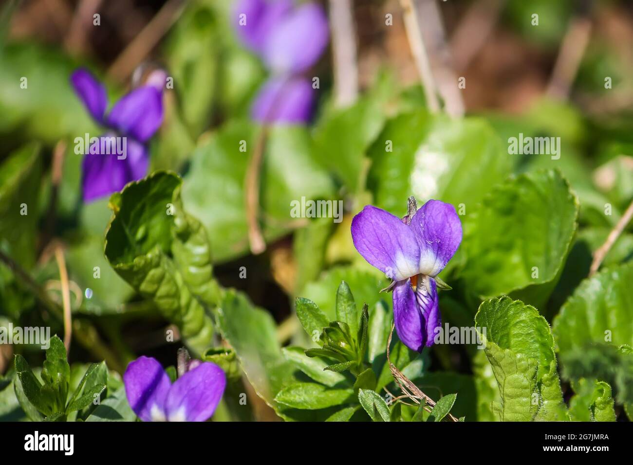 Violets growing wild hi-res stock photography and images - Alamy