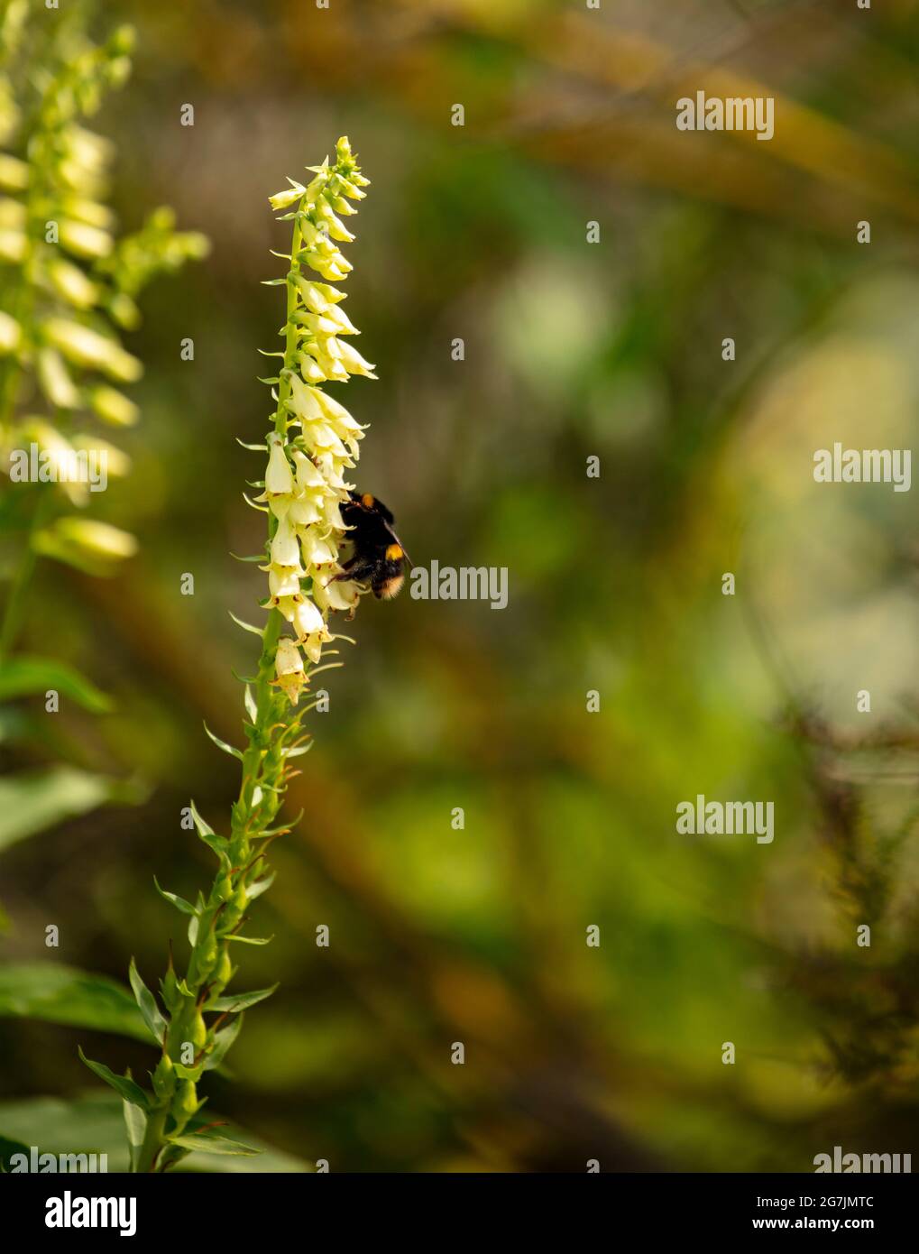 Weedy Digitalis lutea, yellow foxglove, Digitalis parviflora, Digitalis ...
