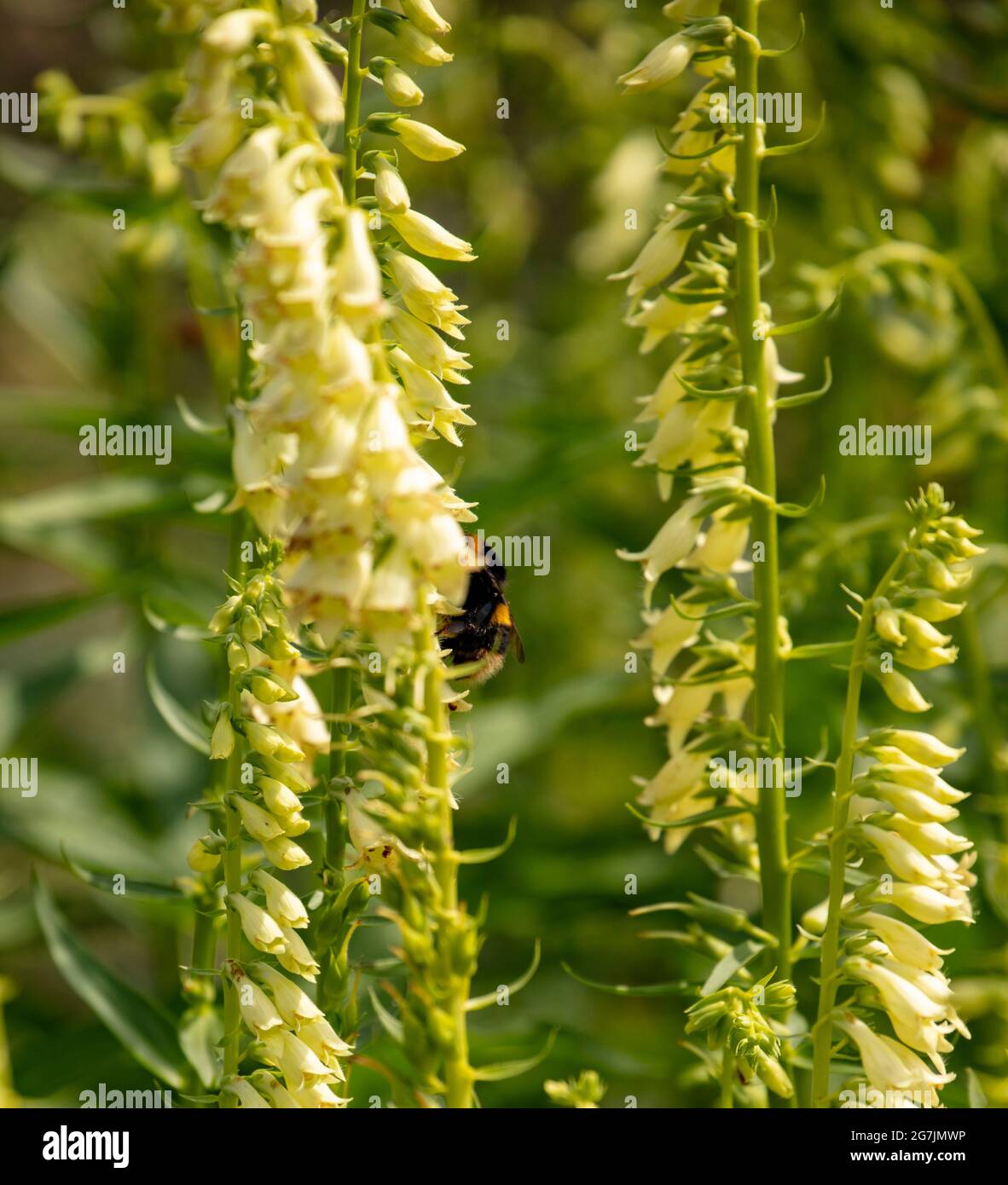 Weedy Digitalis lutea, yellow foxglove, Digitalis parviflora, Digitalis ...