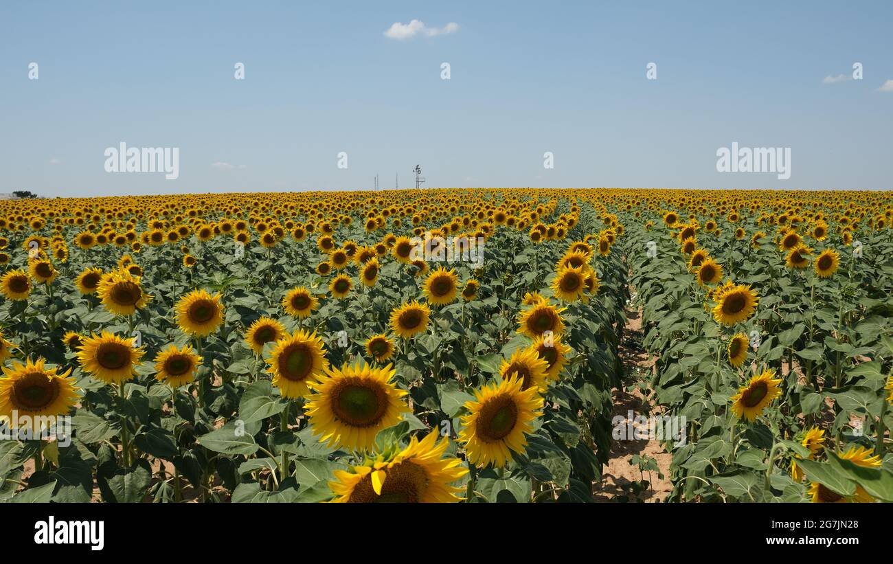 Sunflower fields in Edirne, Turkey Stock Photo - Alamy