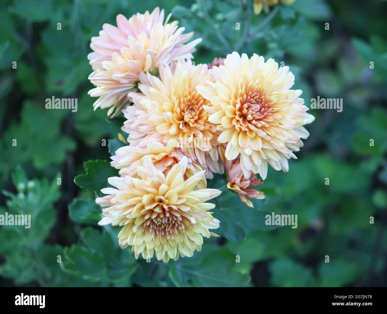 Aster in the garden hi-res stock photography and images - Alamy