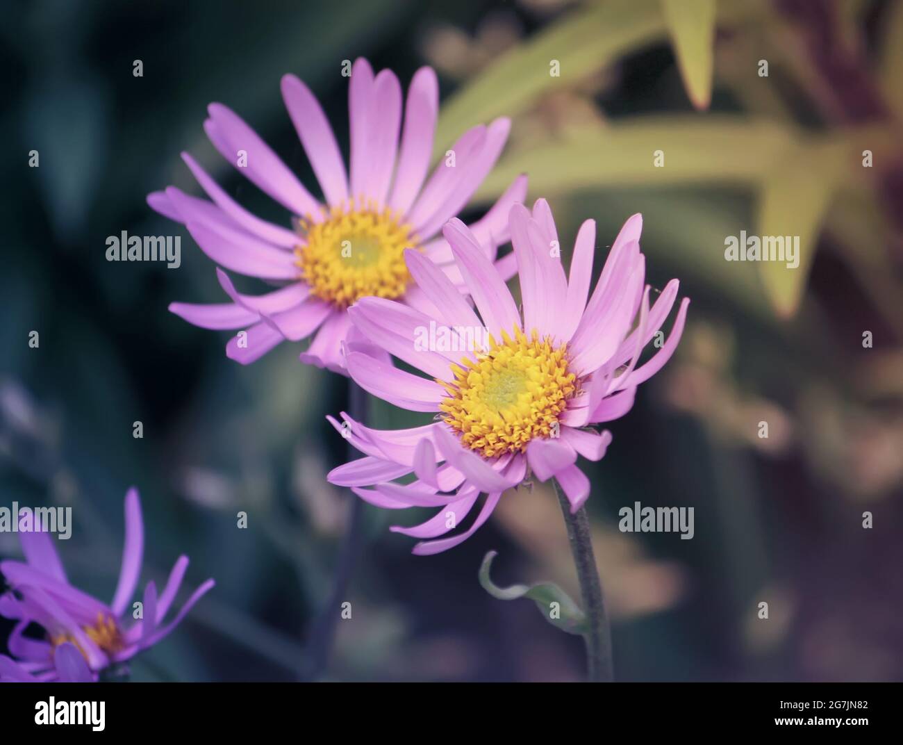 Aster in the garden hi-res stock photography and images - Alamy