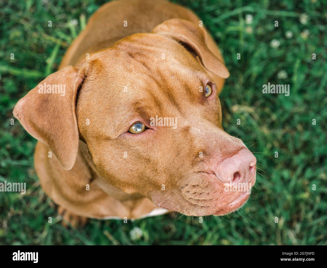 Lovable, pretty puppy of brown color. Close up, outdoors. Day light ...