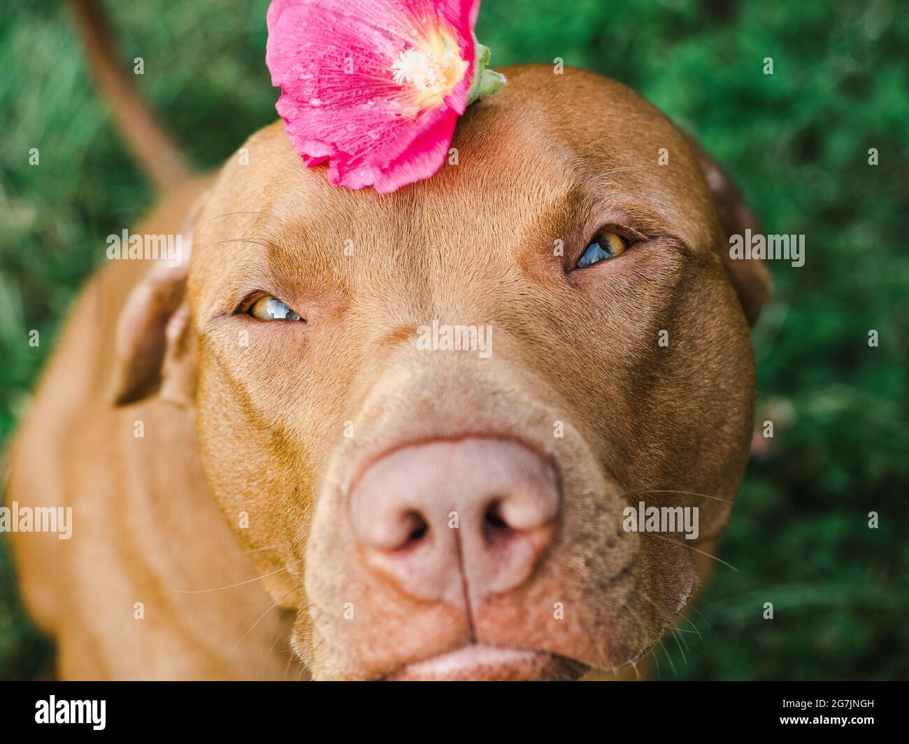 Lovable, pretty puppy of brown color. Close up, outdoors. Day light ...