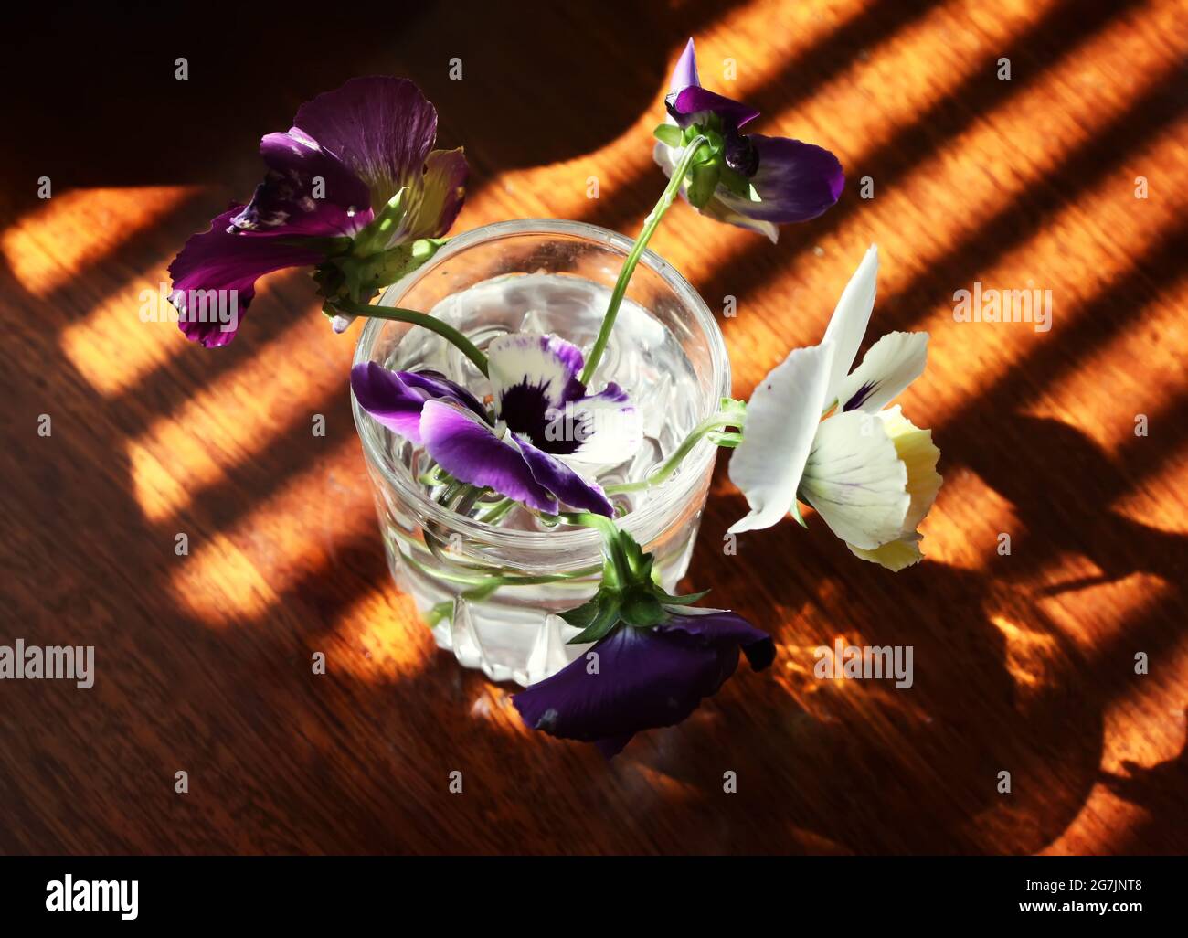 Pancy hi-res stock photography and images - Alamy