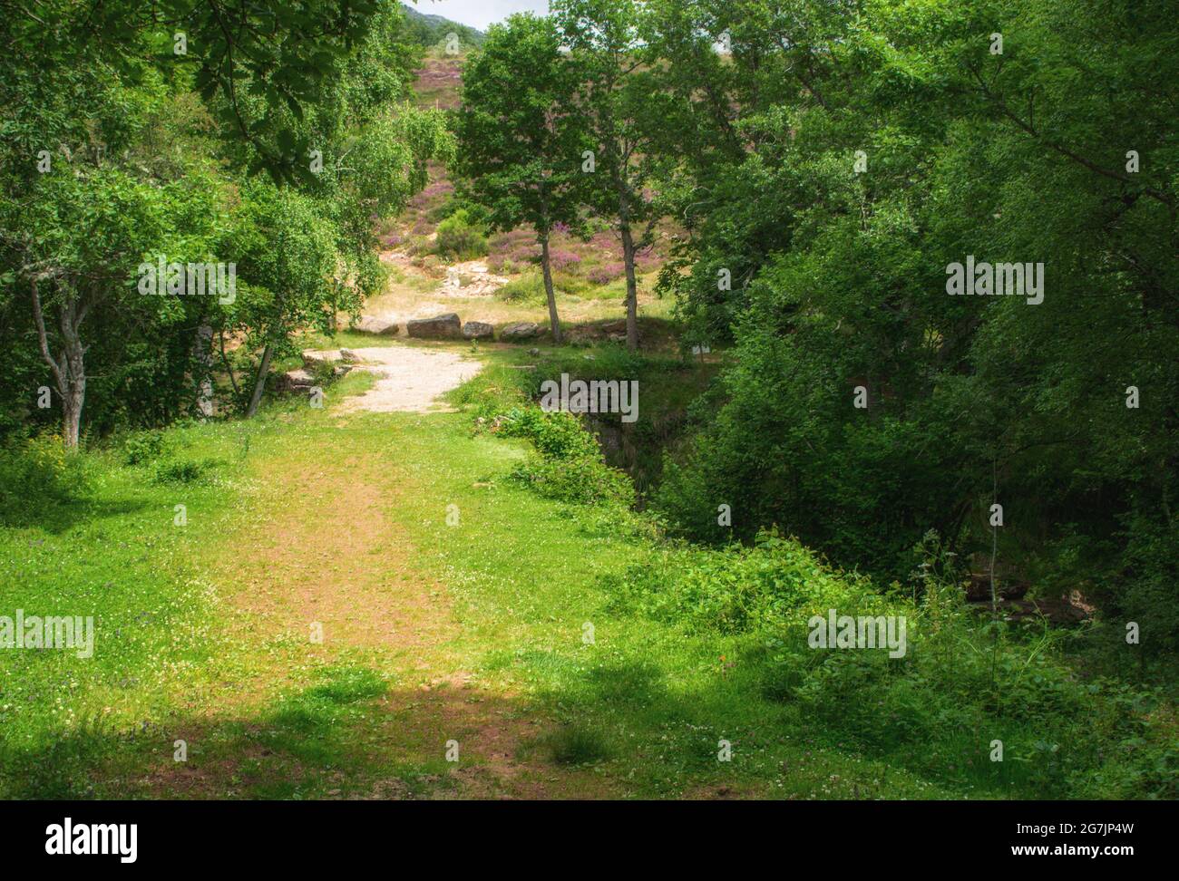 Closeup of a winding path in the forest Stock Photo - Alamy