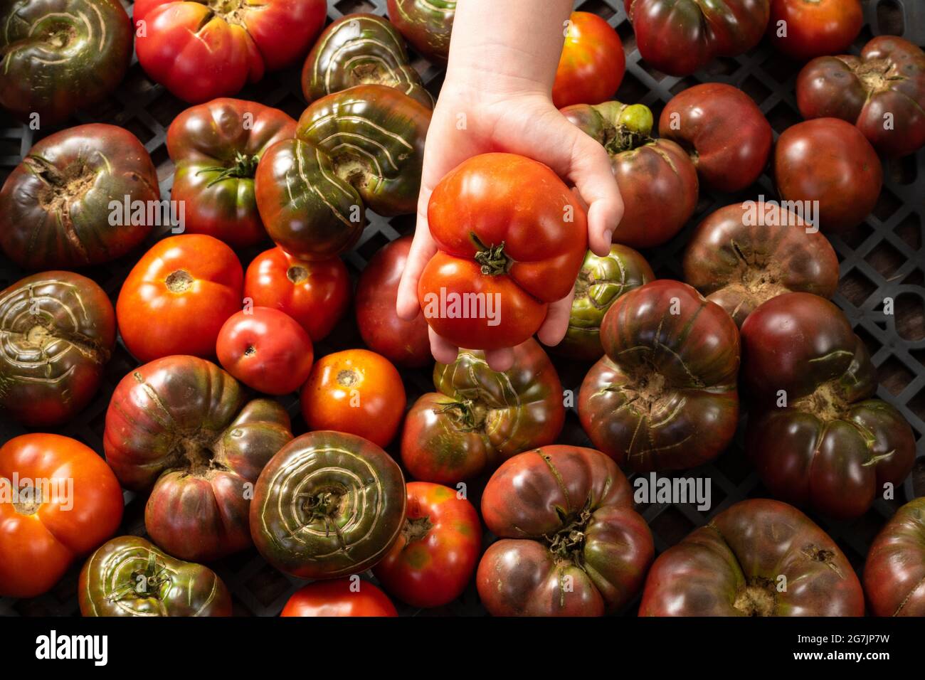 Organic deformed tomatoes due to rain after drought. Tomato held in ...