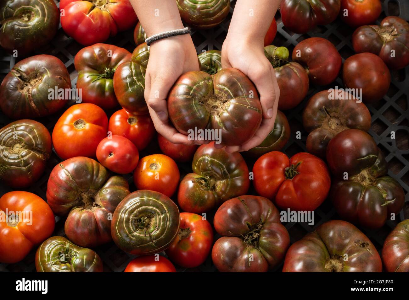 food vegetable ugly tomato isolated on white background Stock Photo - Alamy