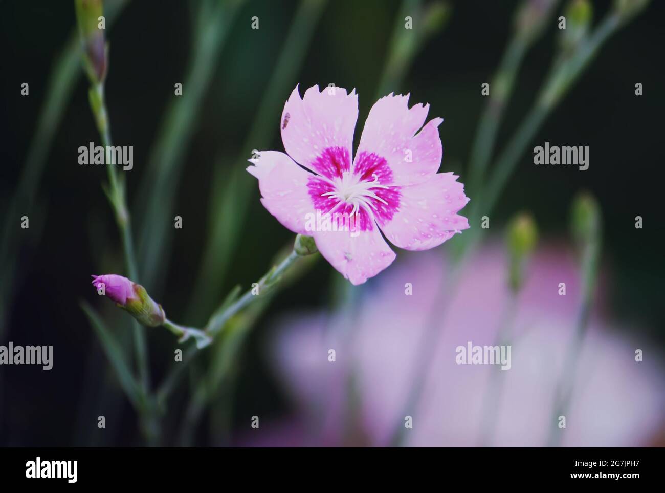 Carnation pink flower hi-res stock photography and images - Alamy