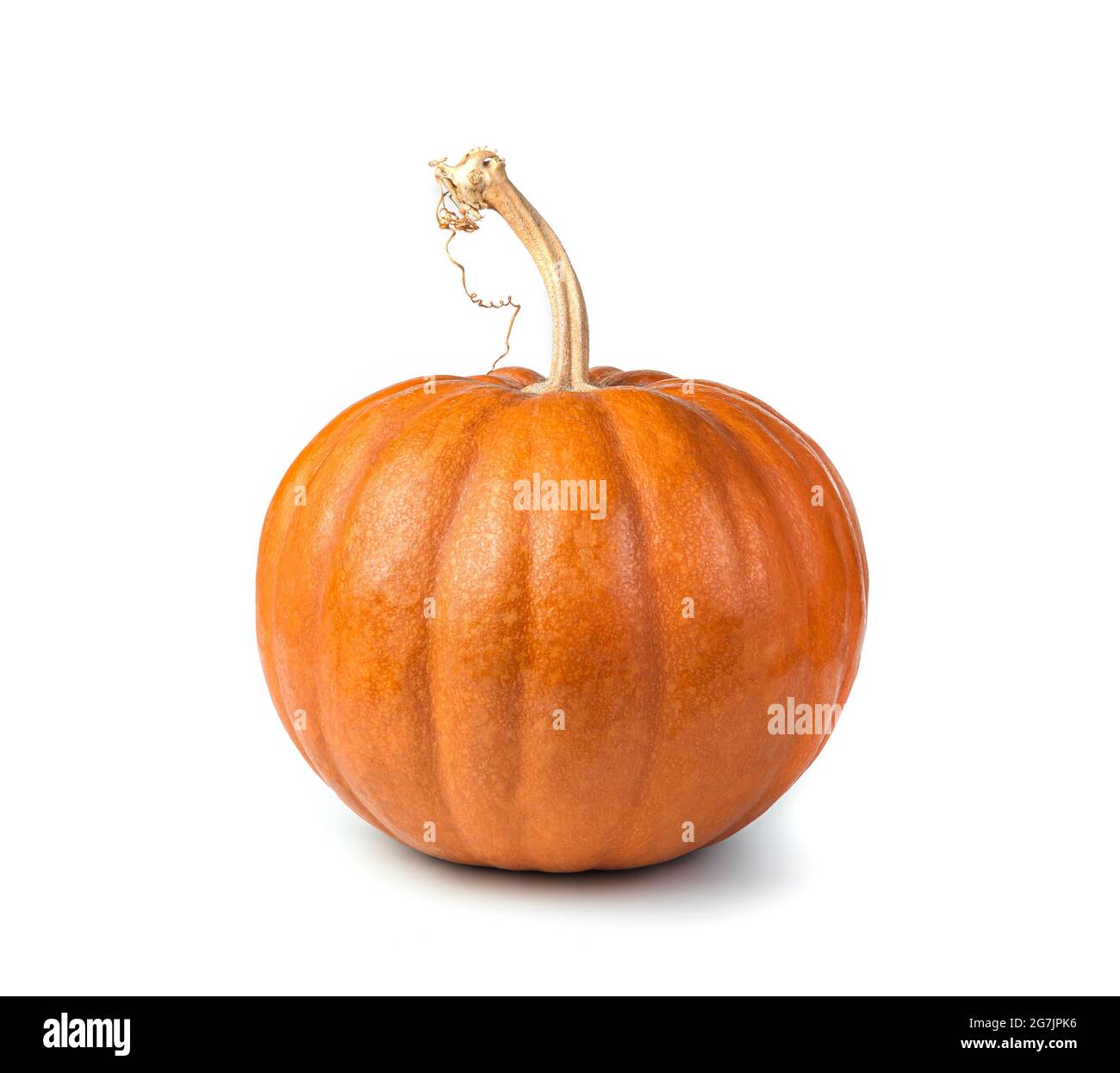 Pumpkin with a dry stalk isolated on a white background Stock Photo - Alamy