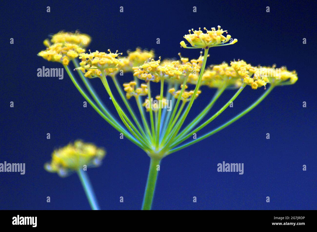 YELLOW COW PARSLEY, CASTLE SHORE PARK , PORTCHESTER. PIC MIKE WALKER ...