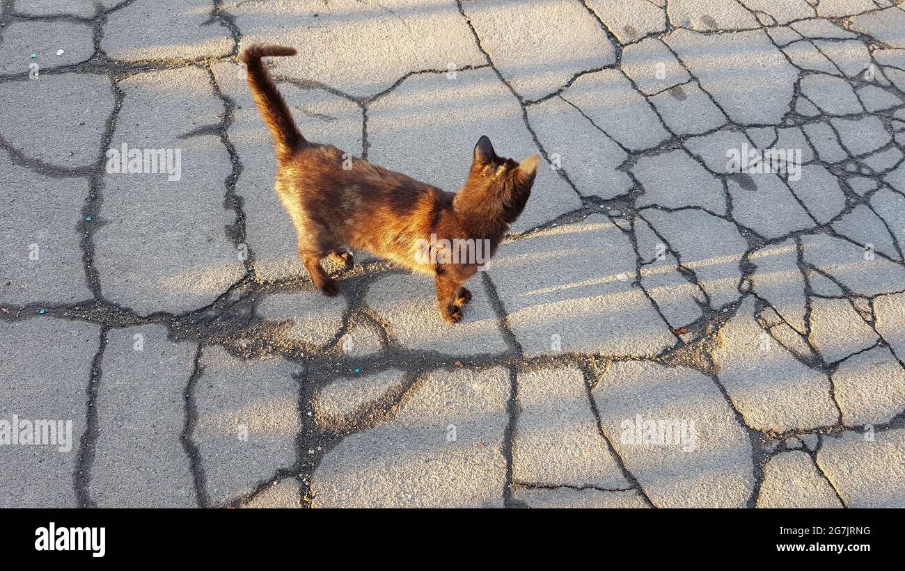 Black Cat Walking Away