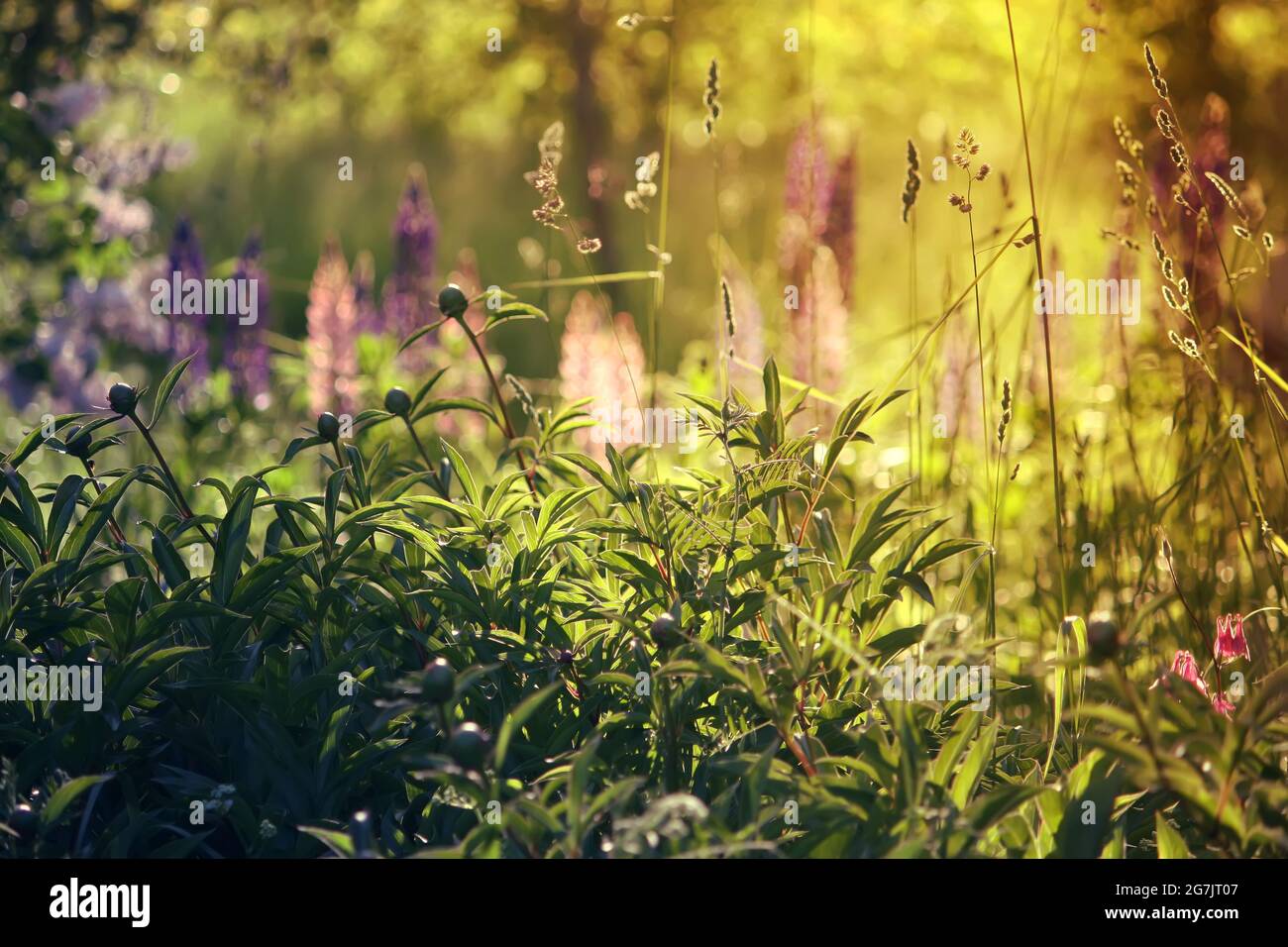 Summer nature details Stock Photo - Alamy