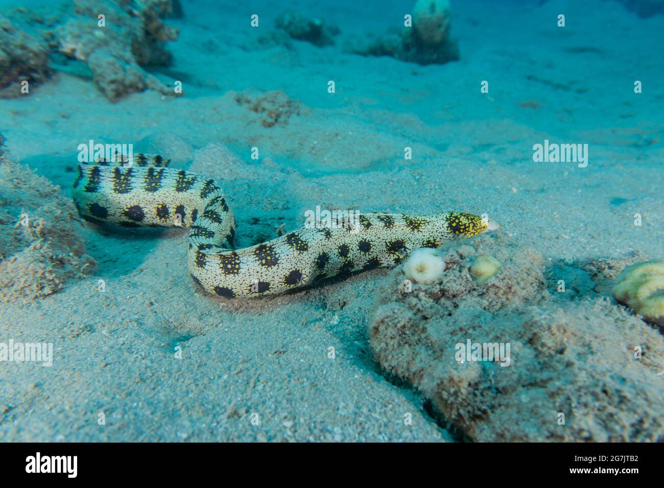 Tiger Snake Eel in the Red Sea Colorful and beautiful, Eilat Israel ...