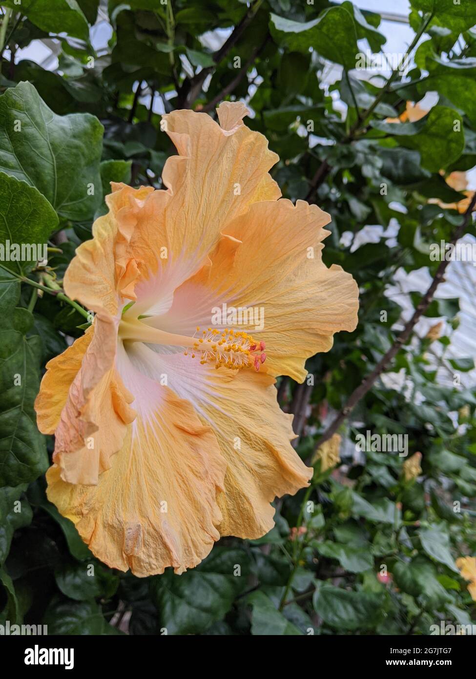 Vertical shot of a peach colored hibiscus flower blooming at a garden ...