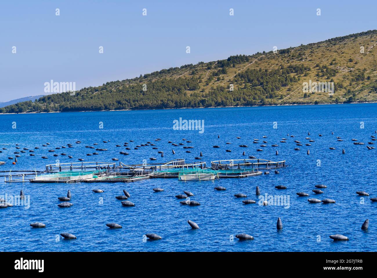 Mussels farm cultivation in Adriatic sea during summer. Croatia Stock ...