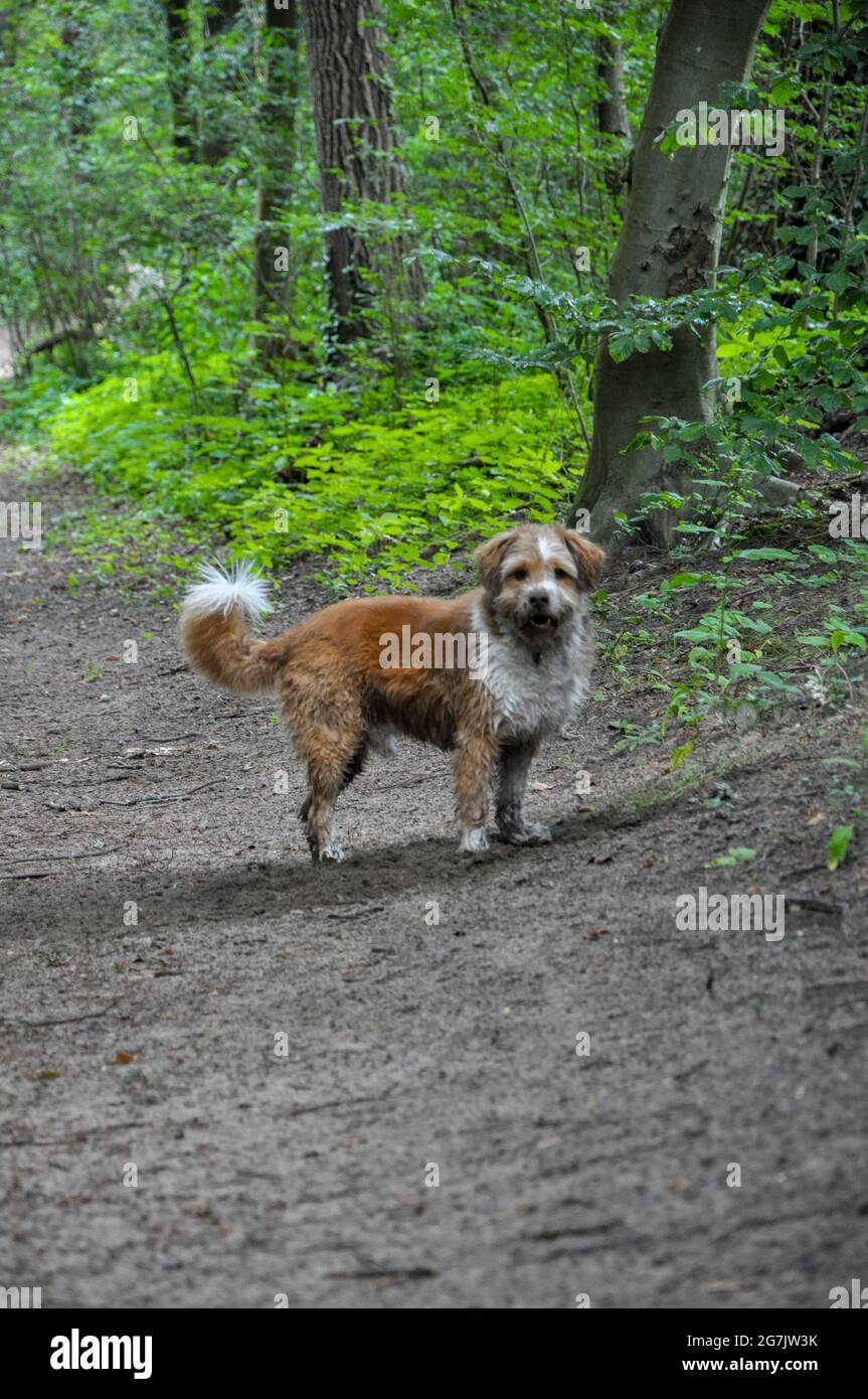 Vertical shot of a cute domestic dog covered in mud Stock Photo - Alamy