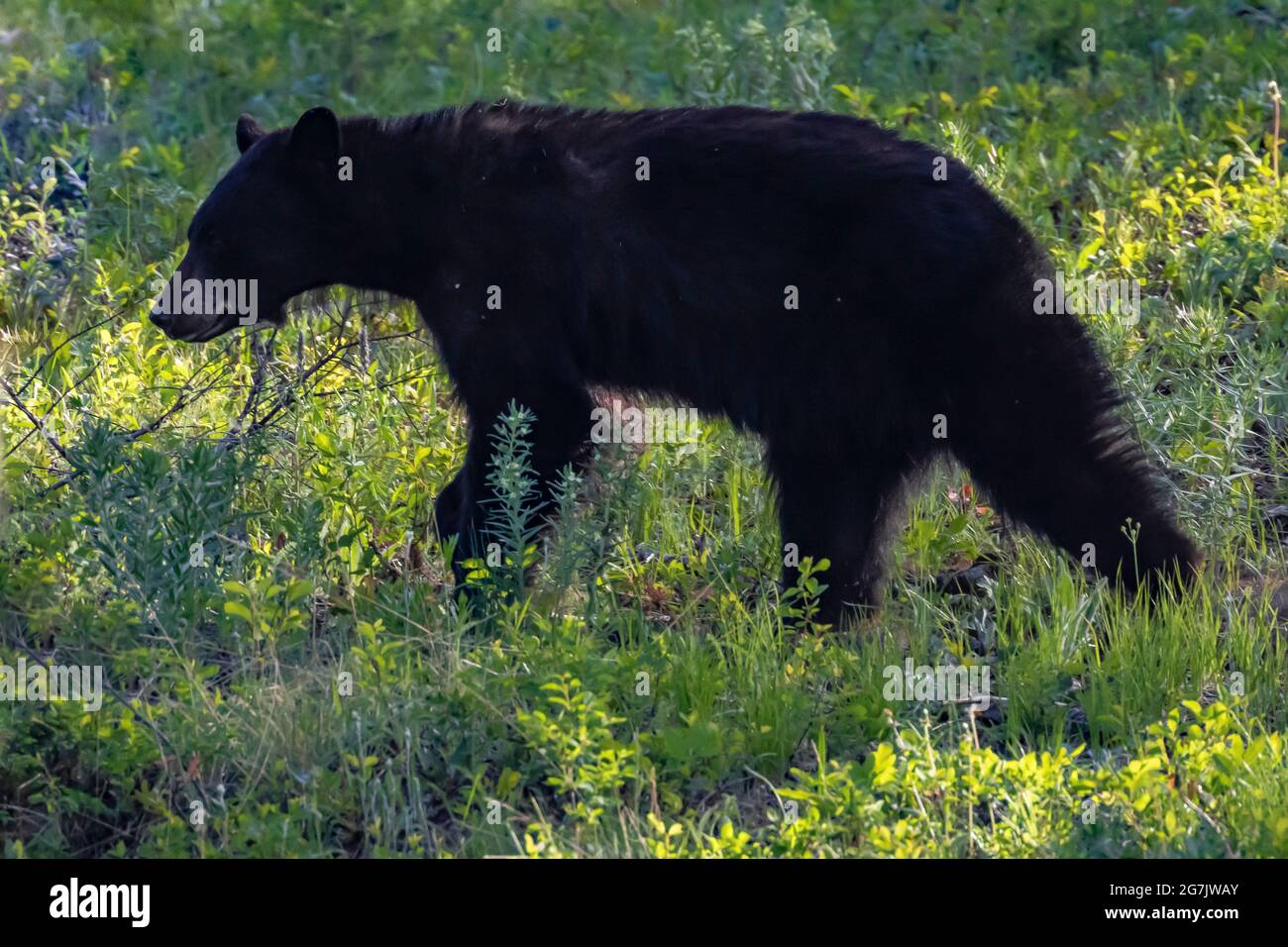 Black bear animal in foraging hi-res stock photography and images - Alamy