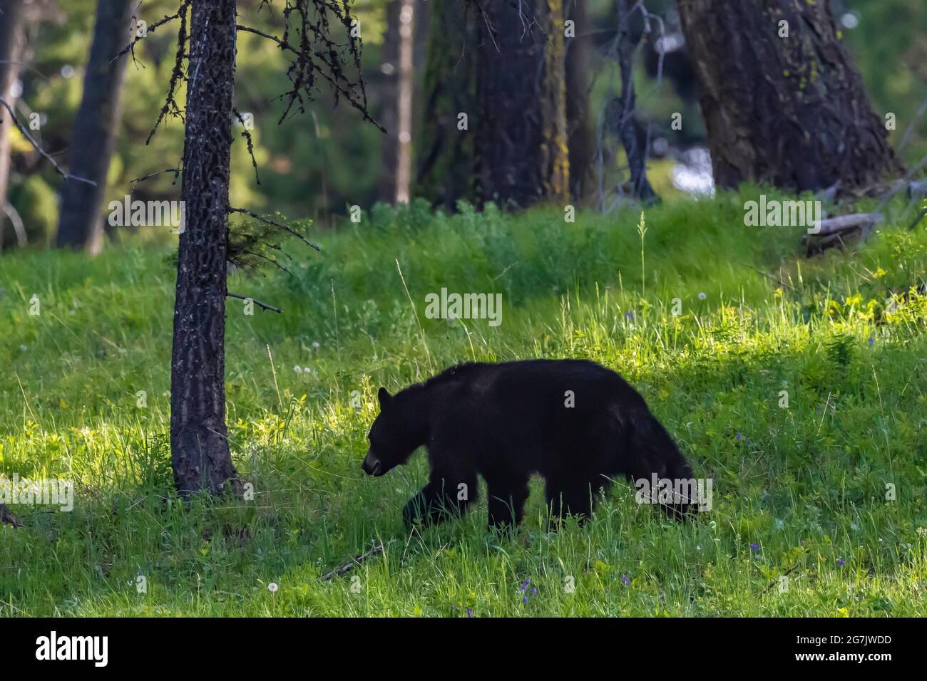 American Black Bear, Ursus americanus, foraging in the forest on Bureau ...
