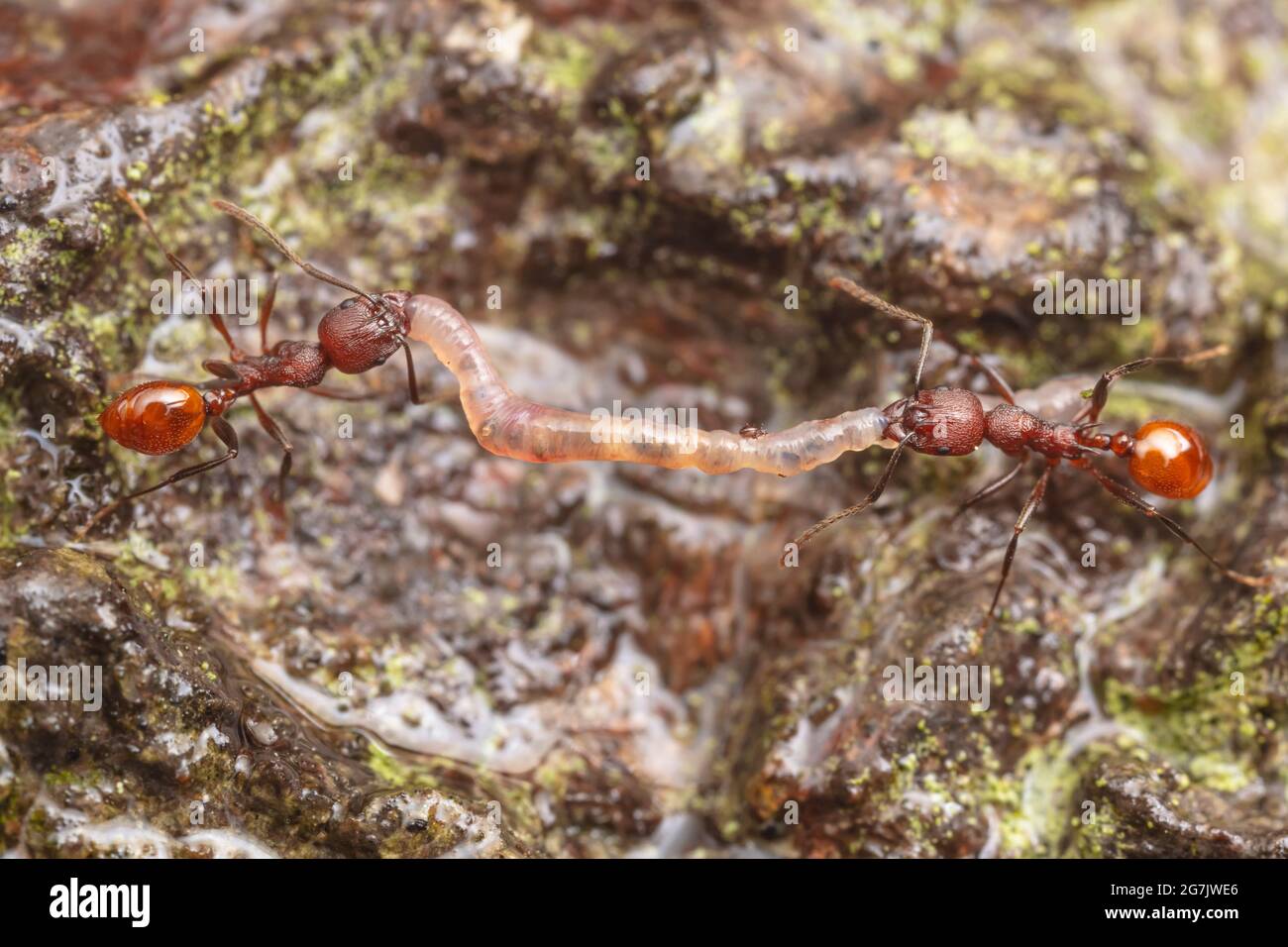 Spine-waisted Ant (Aphaenogaster tennesseensis) workers carry a worm ...