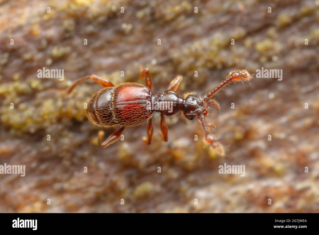 Ant beetle hi-res stock photography and images - Alamy