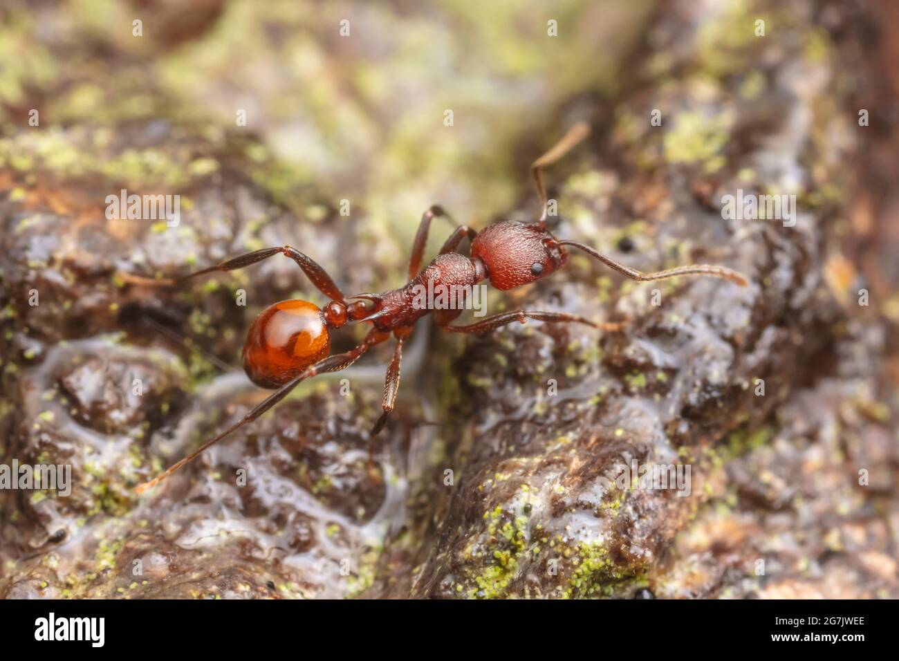 Tennessee collared ant hi-res stock photography and images - Alamy