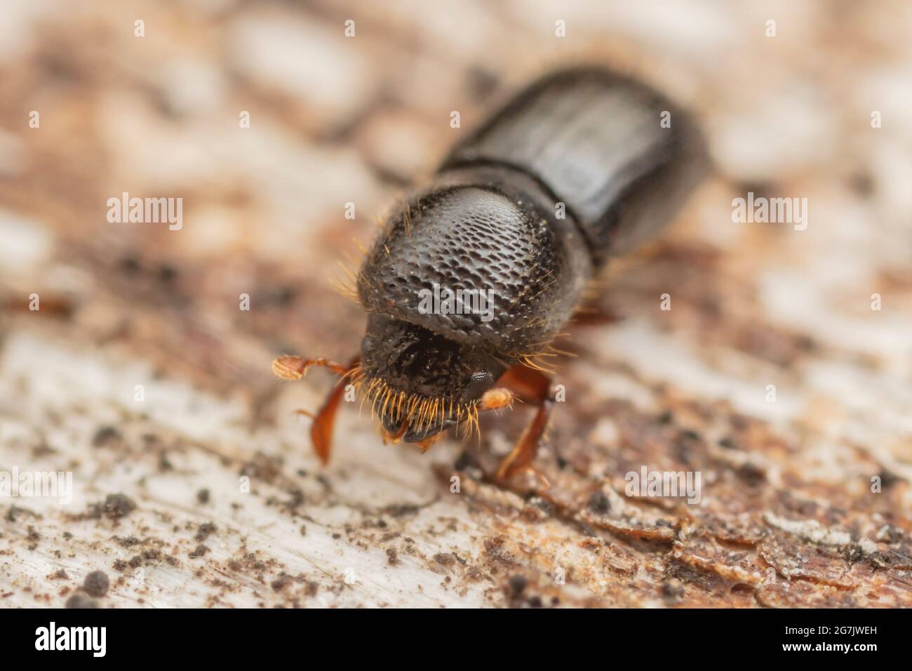 Bark and ambrosia beetles hi-res stock photography and images - Alamy