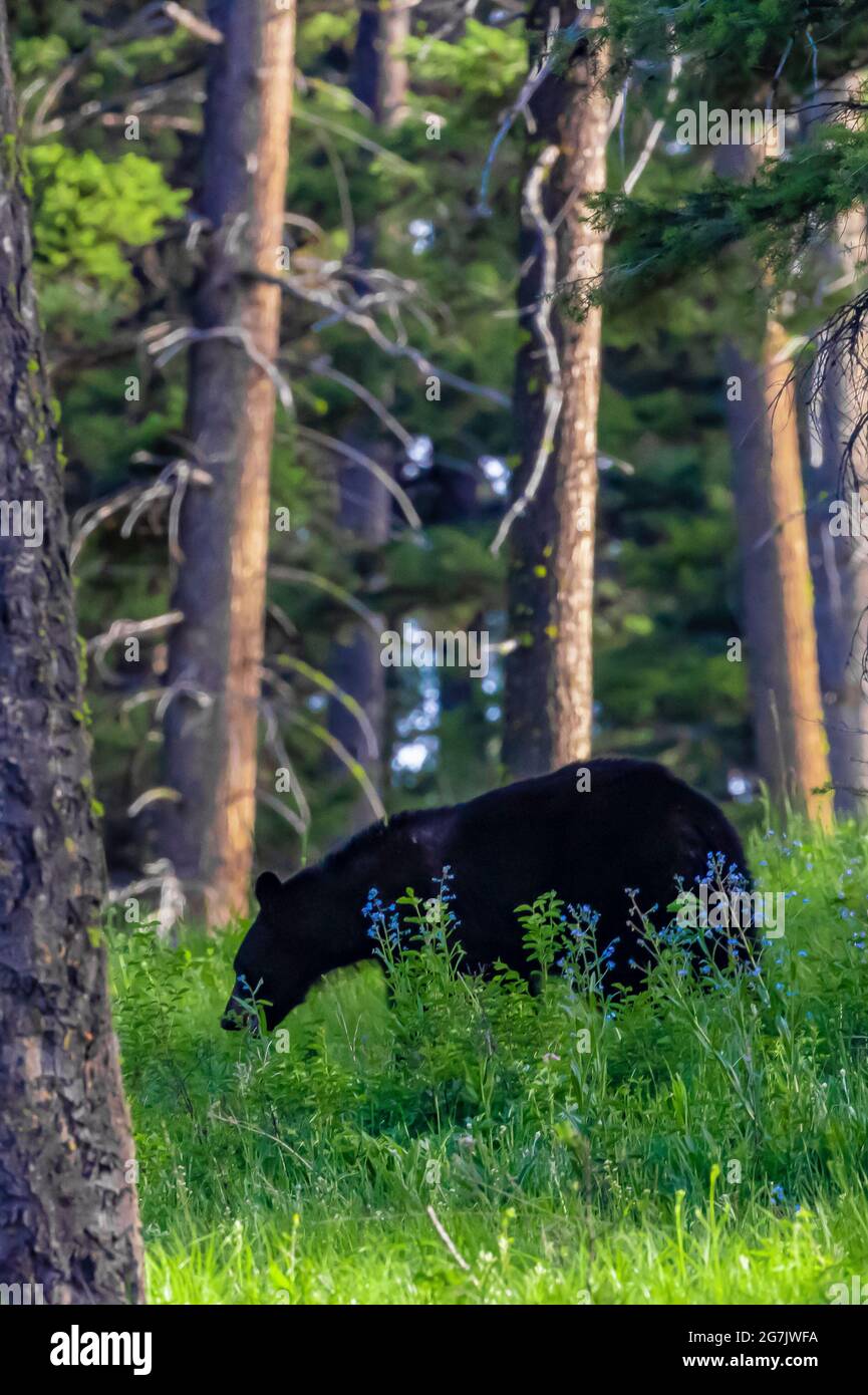 American Black Bear, Ursus americanus, foraging in the forest on Bureau ...
