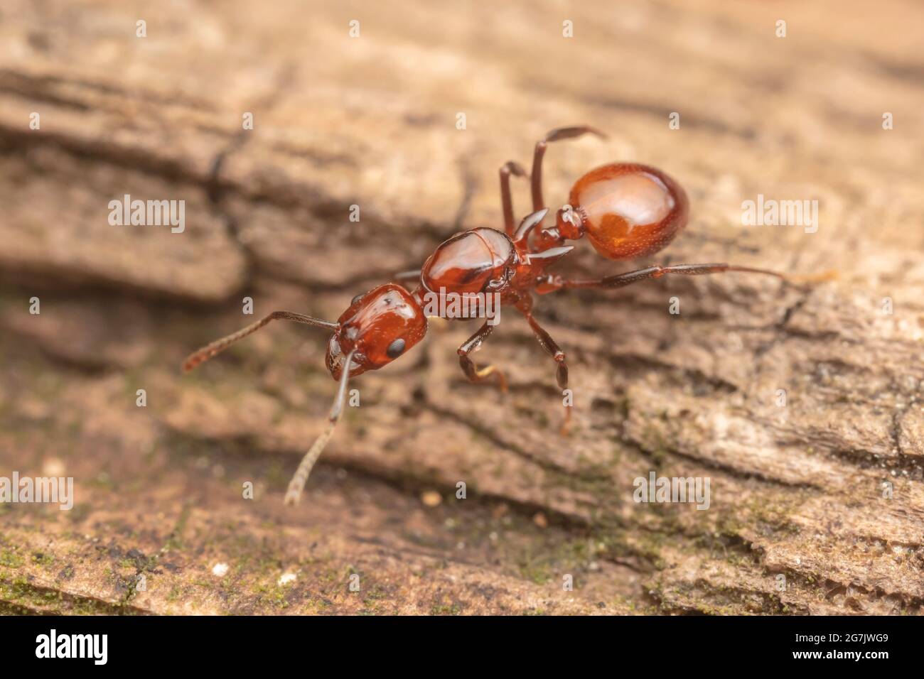 Queen Fire Ant With Wings