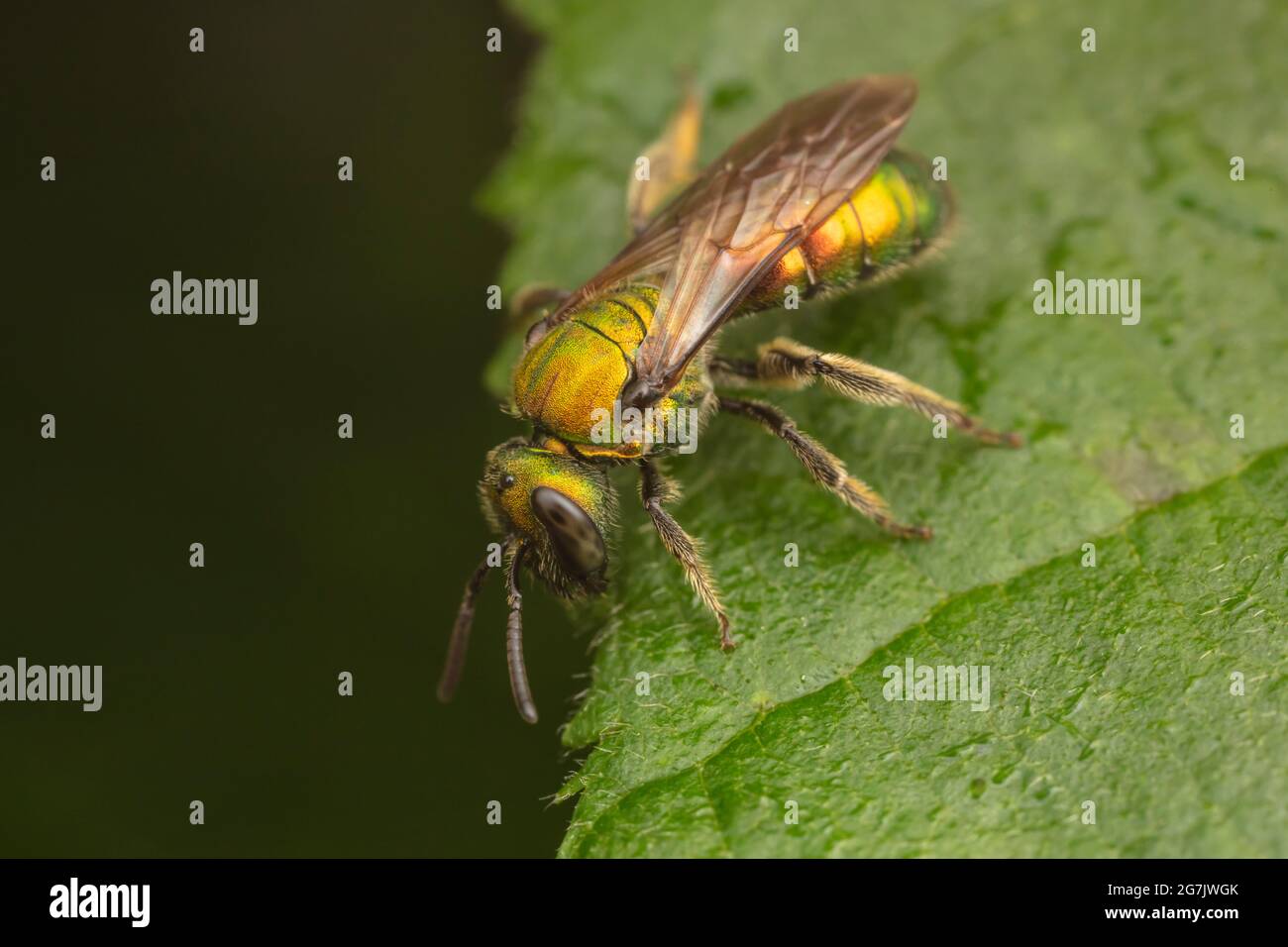 Pure Green Sweat Bee (Augochlora pura Stock Photo - Alamy