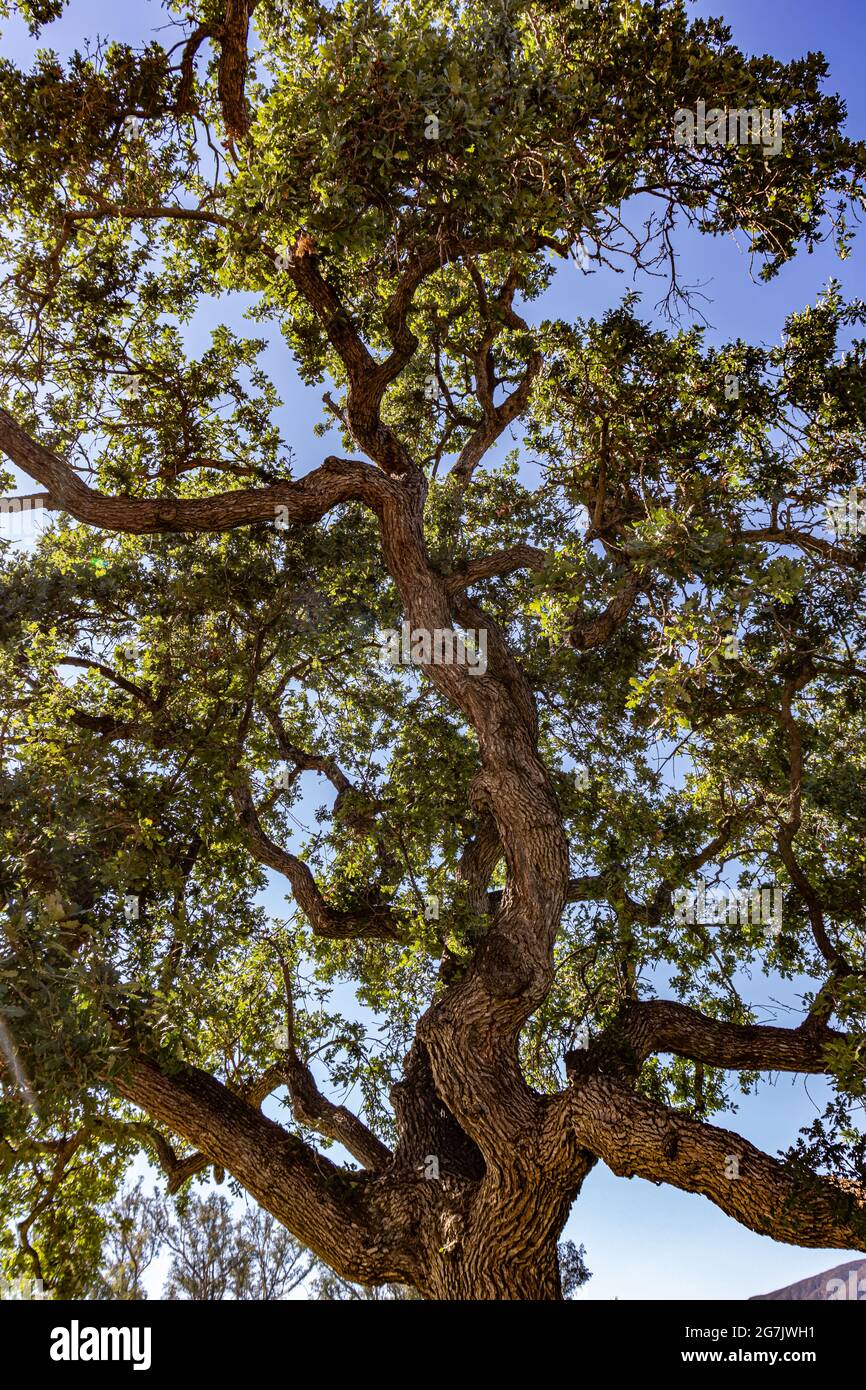 Old gnarled oak tree hi-res stock photography and images - Alamy