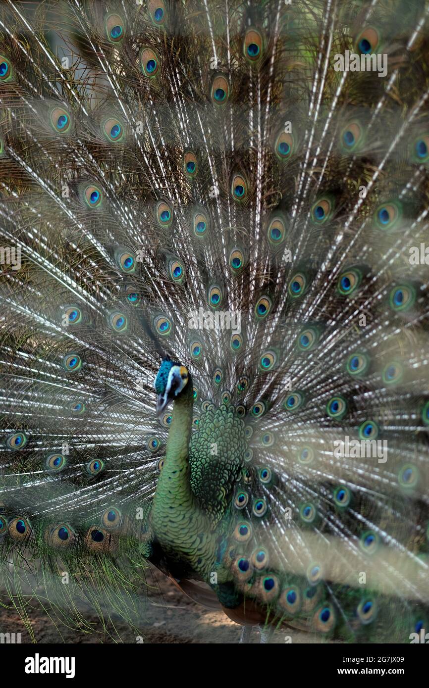 Green javan peafowl (Pavo muticus) is seen in a display of spreaded ...