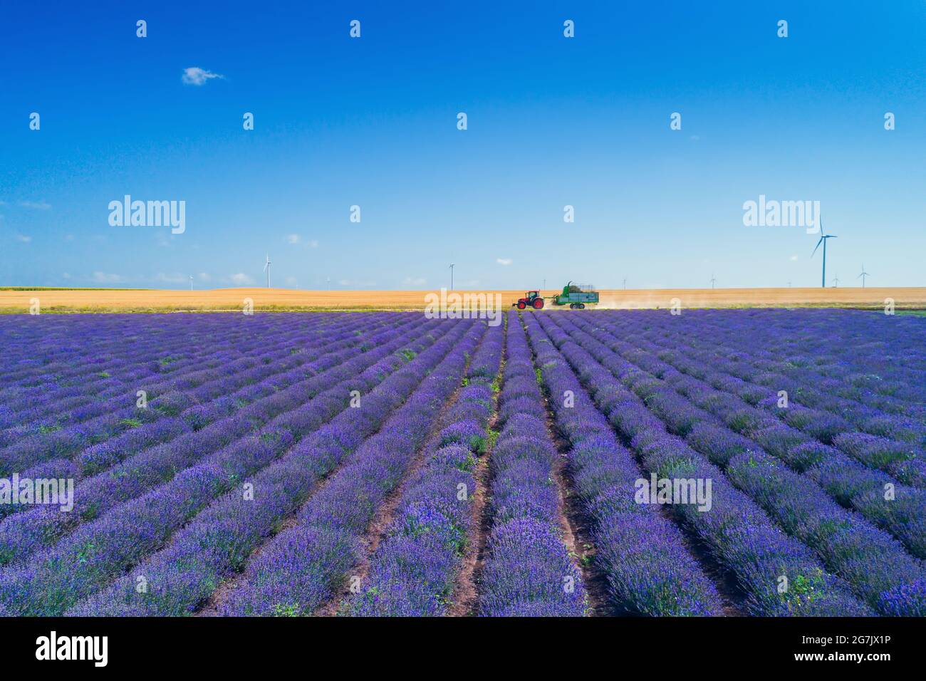 Lavender tractor hi-res stock photography and images - Alamy