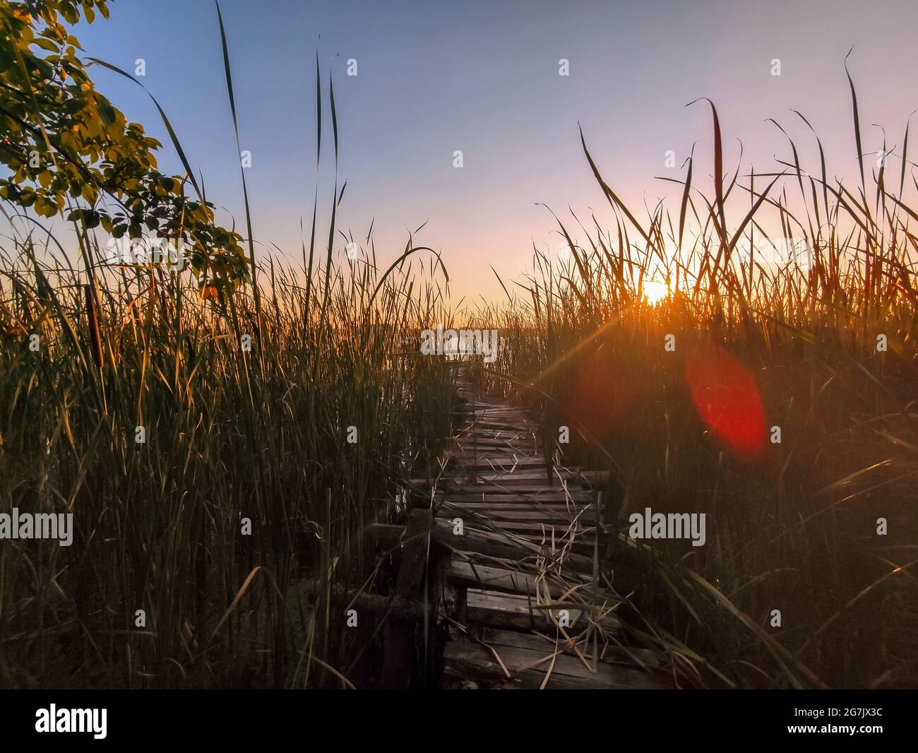 sunset over the river. pathway trough the reed at sunrise. Sunlight ...