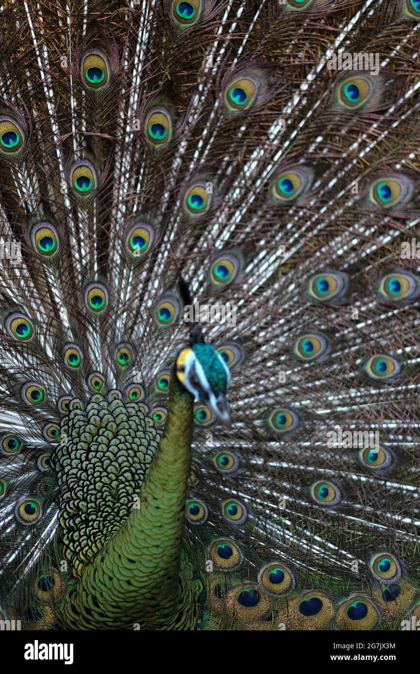 Javan peacock hi-res stock photography and images - Alamy