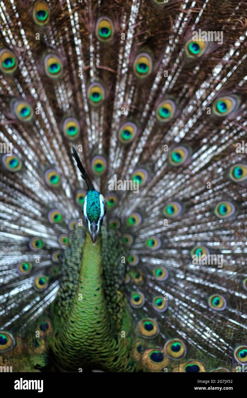 Green javan peafowl (Pavo muticus) is seen in a display of spreaded ...