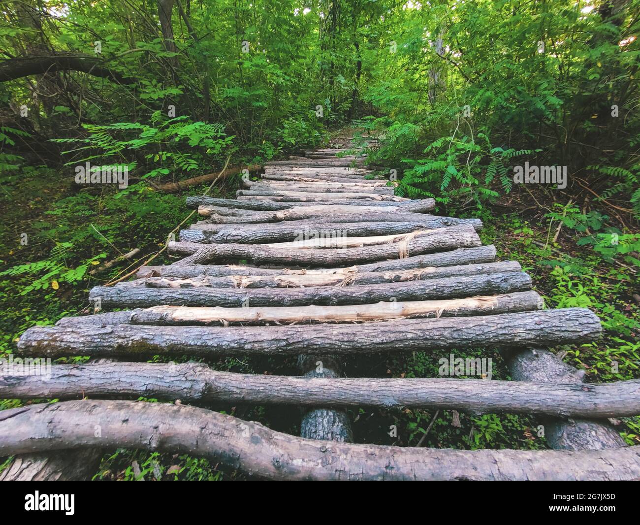 The bridge of wooden logs. straight bridge. Simple Structure of trees ...