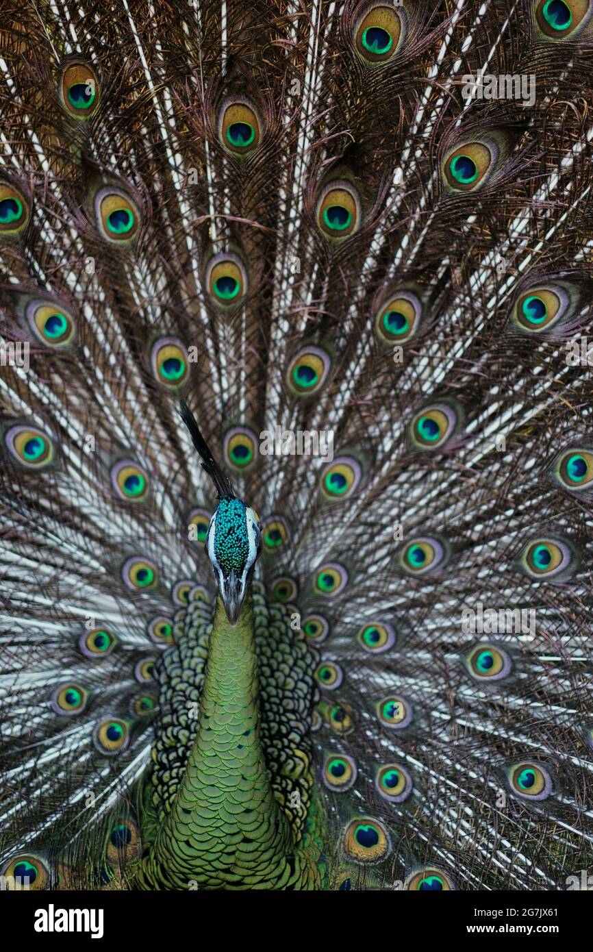 Java green peafowl pavo muticus hi-res stock photography and images - Alamy